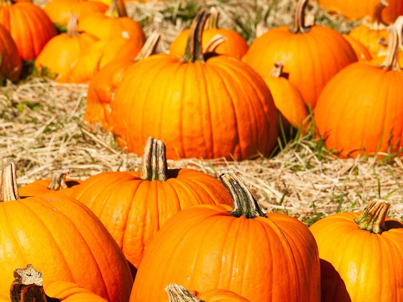 11 Best Pumpkin Patches Near Philadelphia