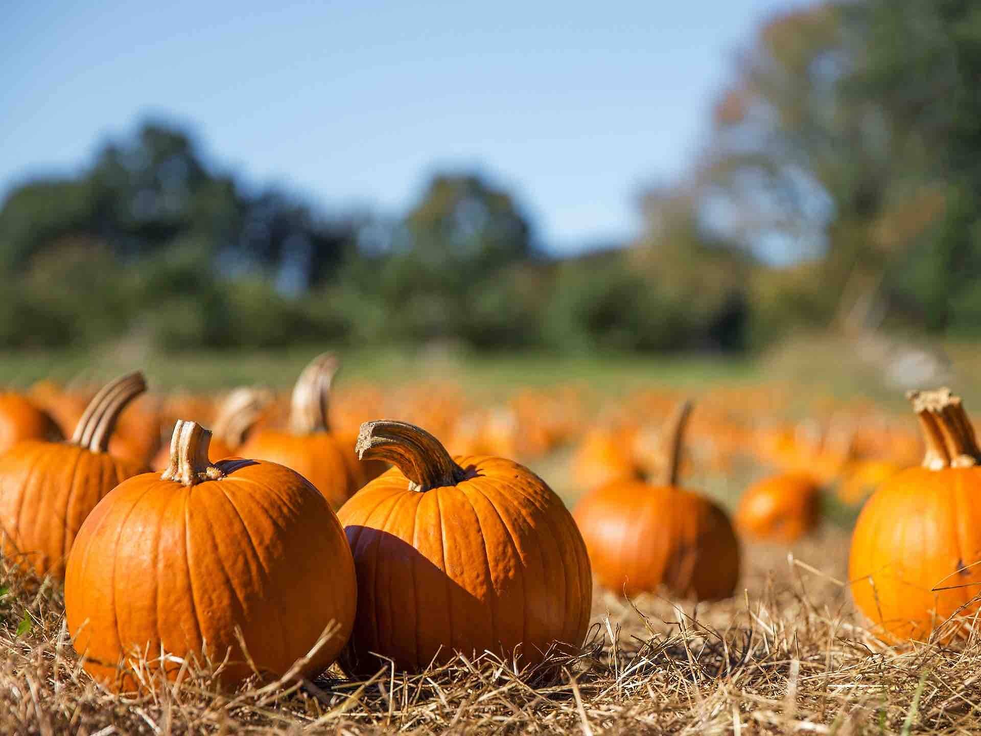 26 Pumpkin Patches Near Chicago to Visit in 2023