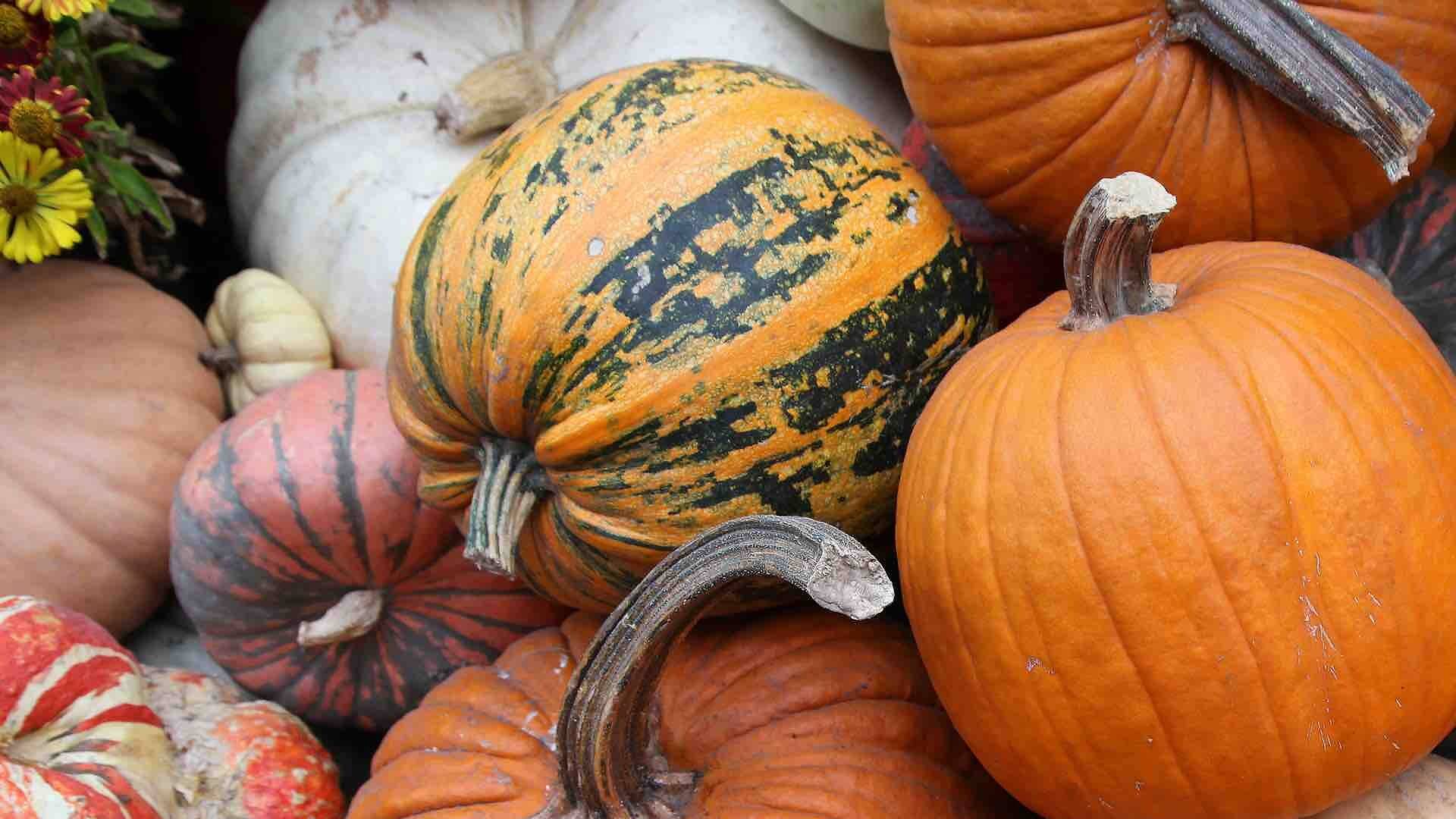 28 Best Pumpkin Patches to Visit Near Chicago This Fall 2024