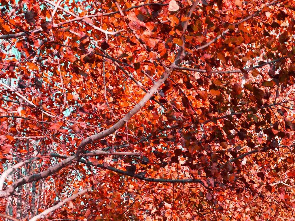 25 Best Places to See Fall Colors in Chicago