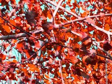 25 Best Places to See Fall Colors in Chicago