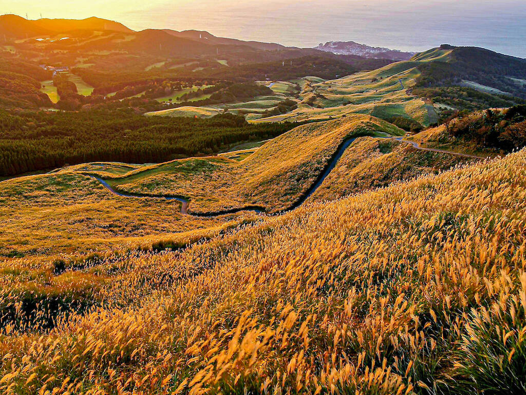 Catch these stunning pampas grass fields in Japan this autumn