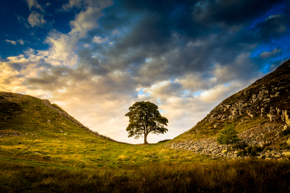 In Pictures: The Sycamore Gap Tree on Hadrian's Wall, Recently Chopped ...
