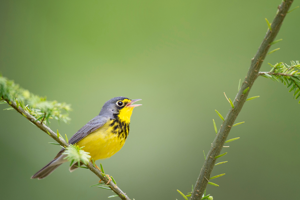 This Rare Songbird Has Been Spotted in the UK for the First Time