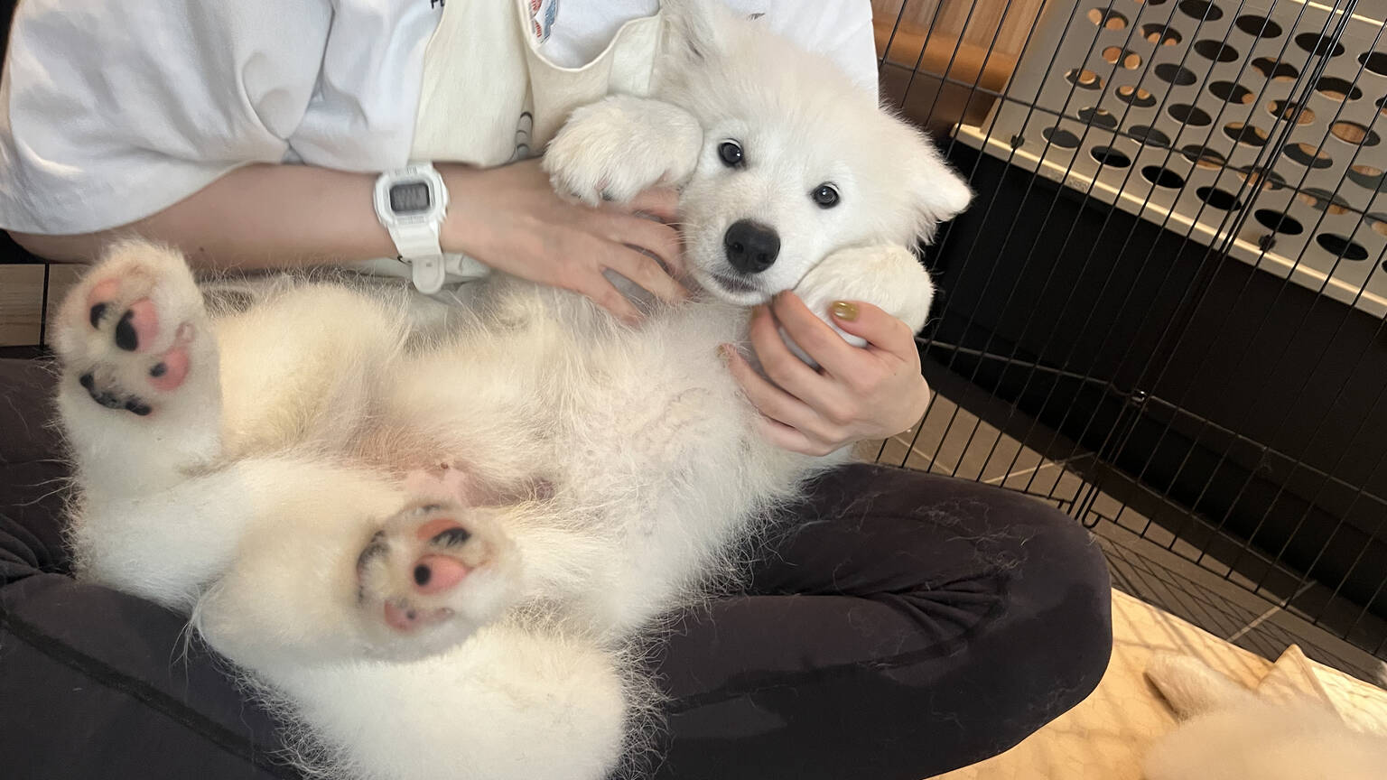 Samoyed Cafe AL | Things to do in Komazawa-Daigaku, Tokyo