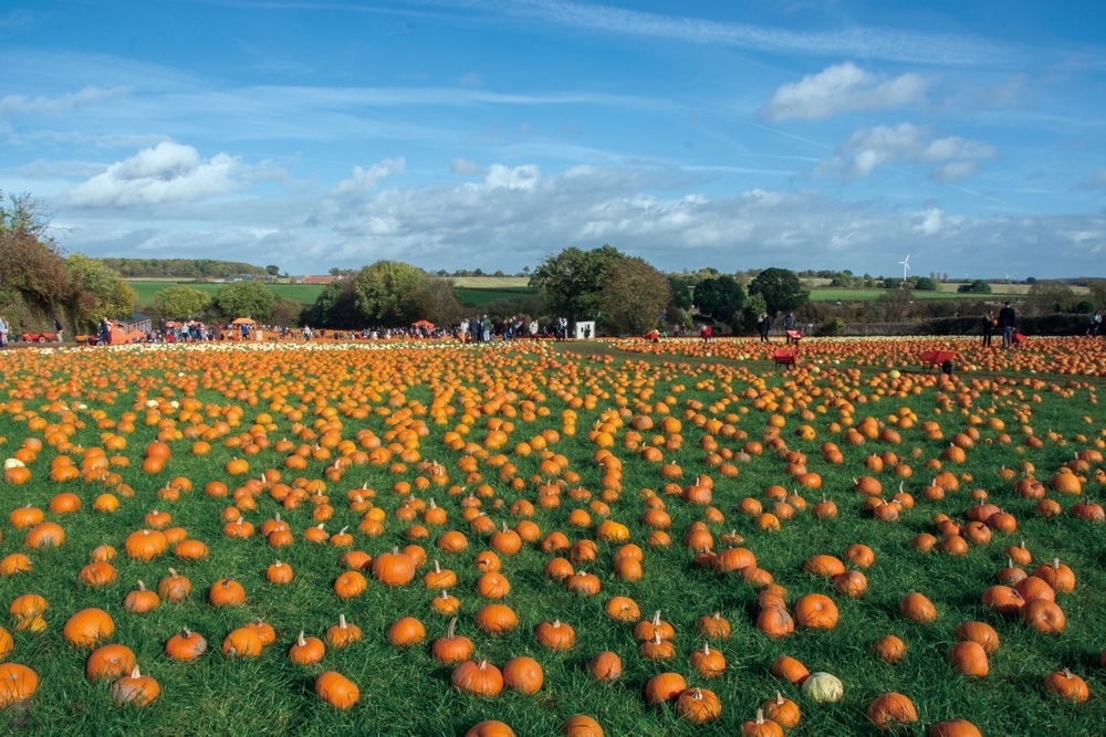 This Pumpkin Patch Has Been Named the Best in the UK