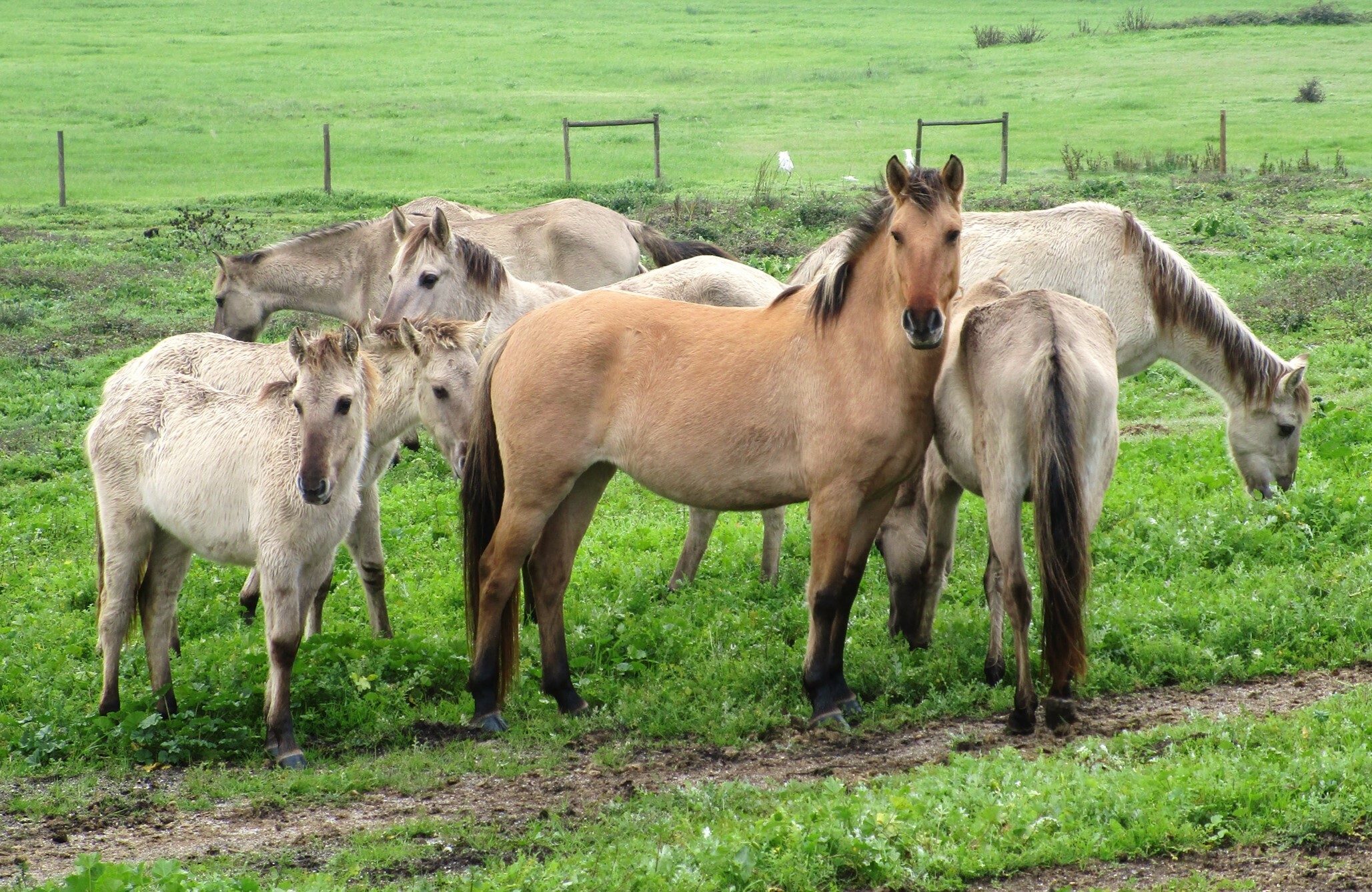 À descoberta da história dos cavalos do Sorraia | Coisas para fazer in ...