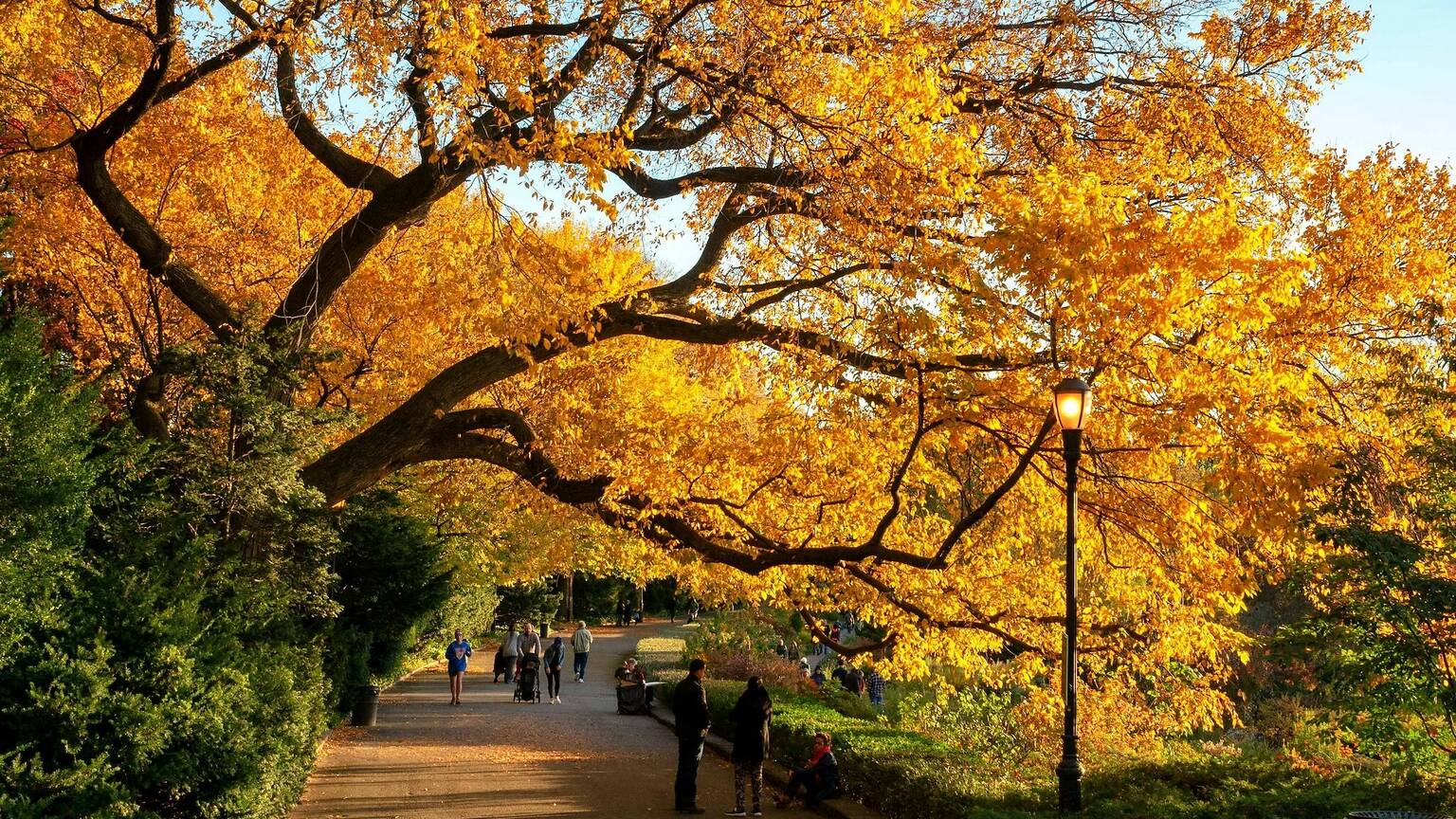 Fort Greene, Brooklyn: The Ultimate Neighborhood Guide to Fort Green ...