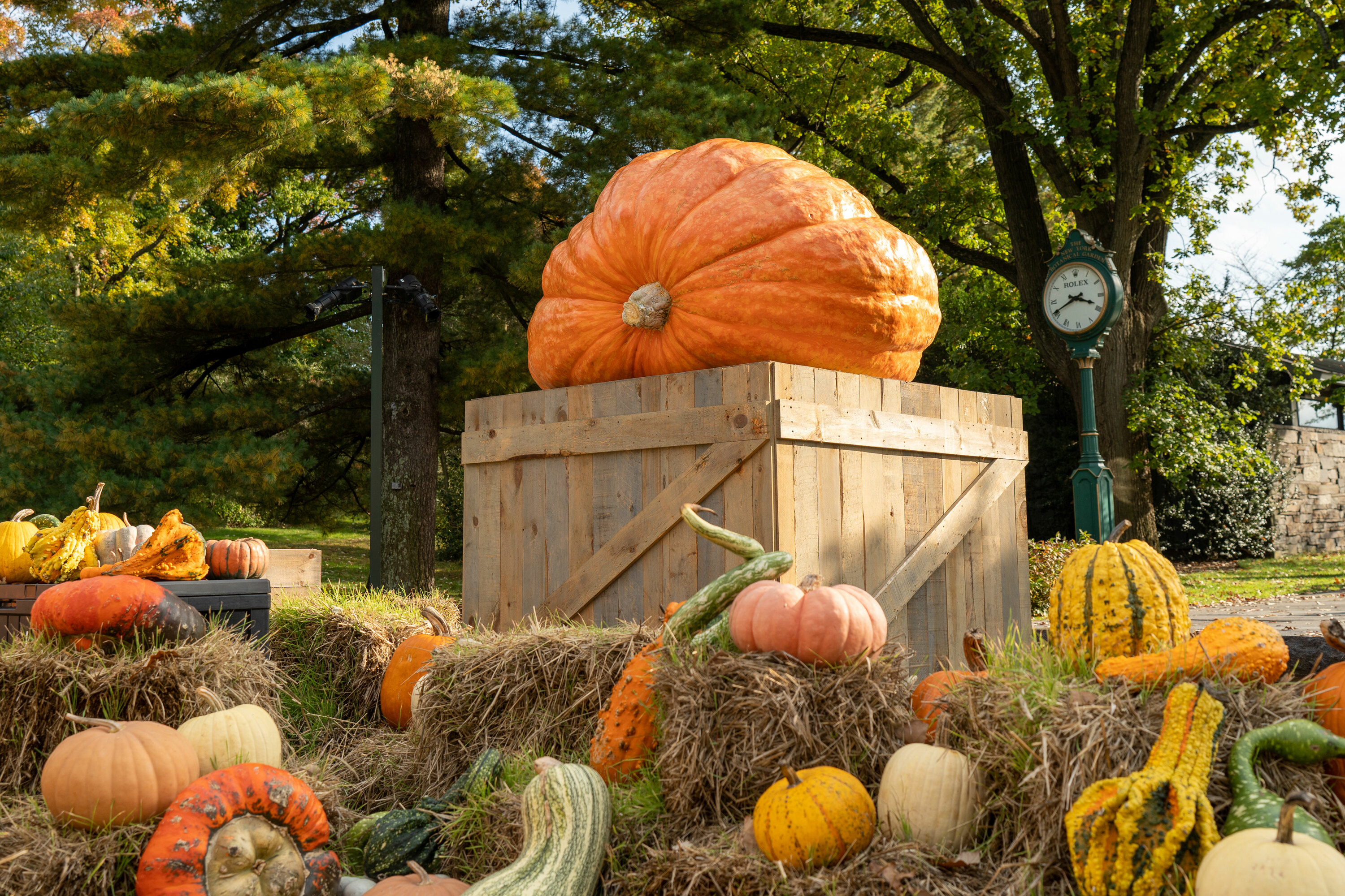 Three of the biggest pumpkins in the world will be on display in NYC ...