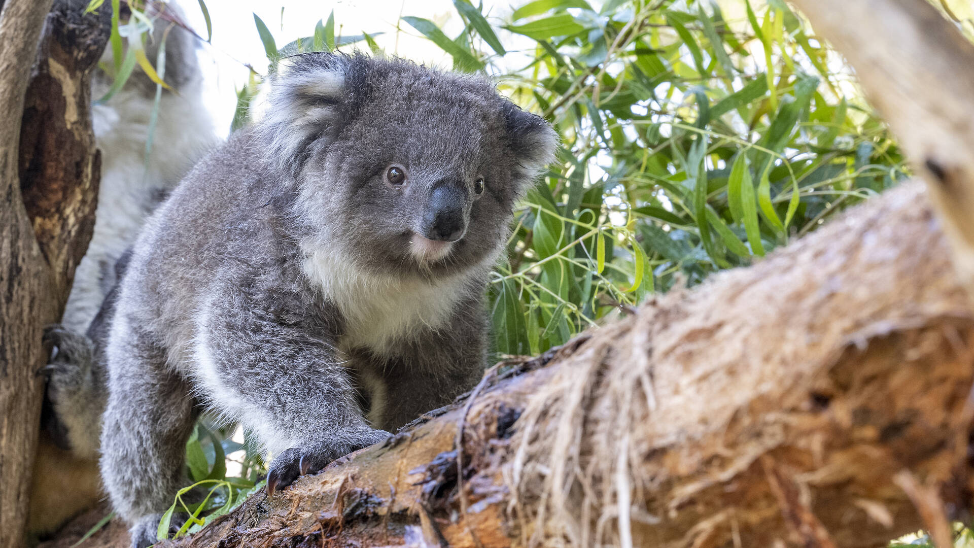 Melbourne Zoo: find out more and book online