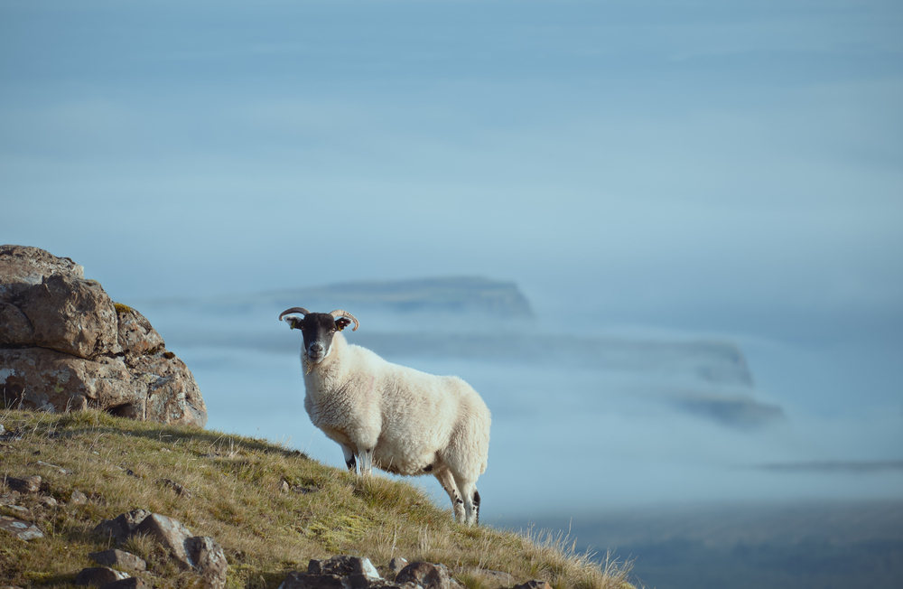 Why Won’t Anyone Rescue Scotland’s Loneliest Sheep?