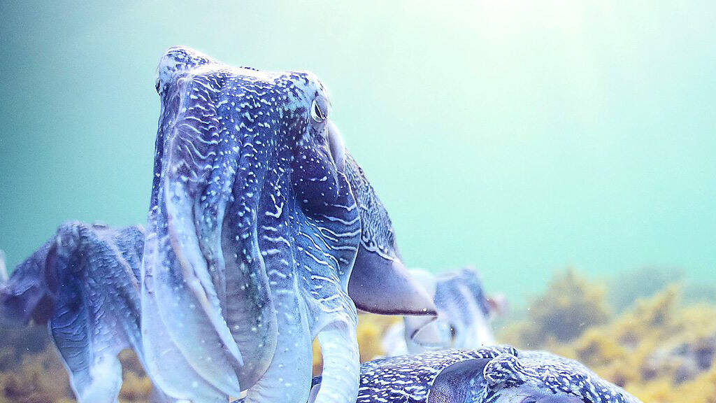 15 Best David Attenborough Documentaries And Where To Watch Them