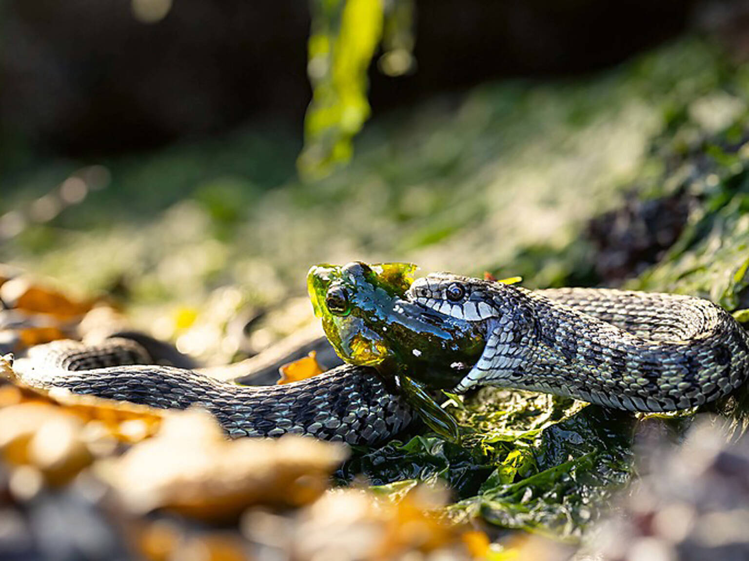 15 Best David Attenborough Documentaries And Where To Watch Them