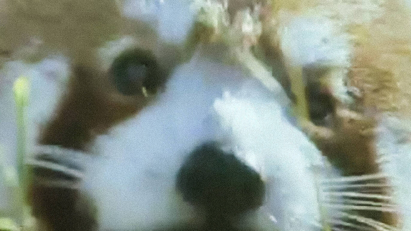 16 Best David Attenborough Documentaries And Where To Watch Them