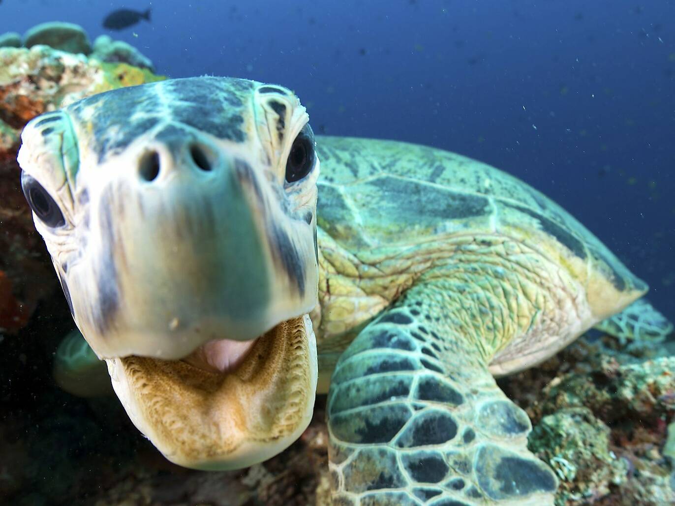 16 Best David Attenborough Documentaries And Where To Watch Them