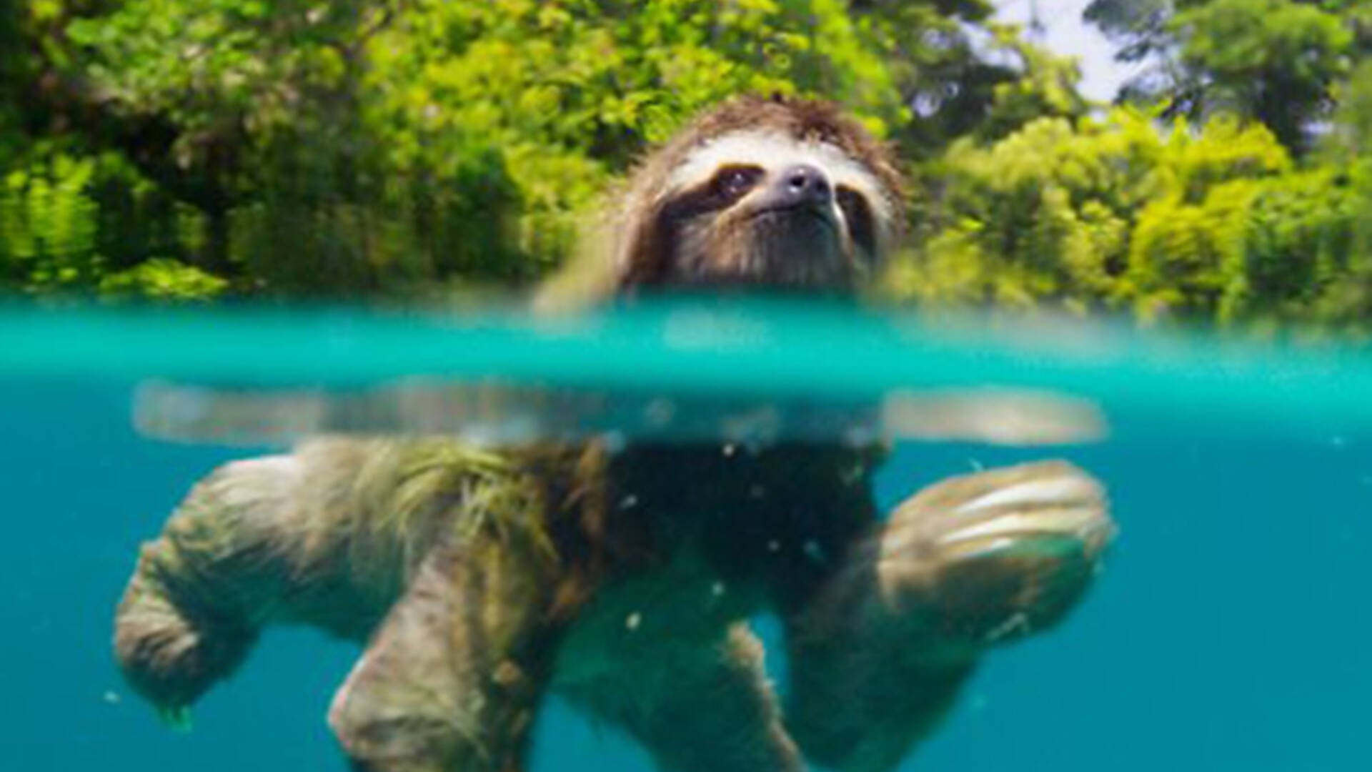 15 Best David Attenborough Documentaries And Where To Watch Them