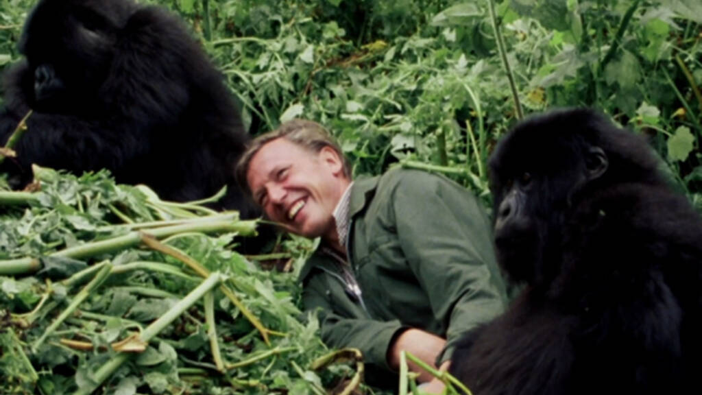 15 Best David Attenborough Documentaries And Where To Watch Them