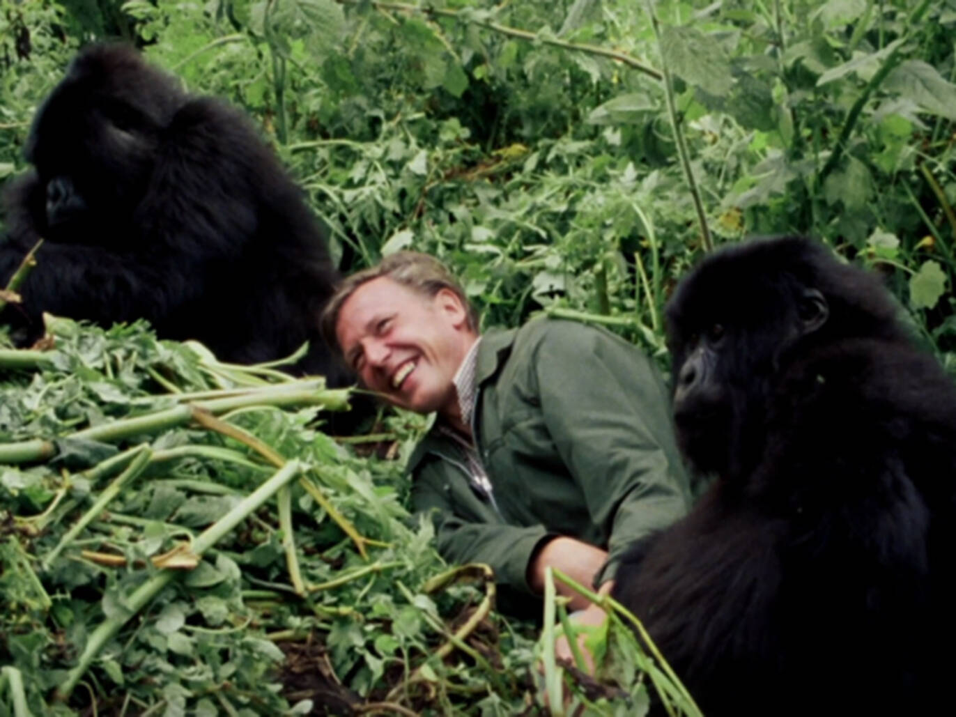 15 Best David Attenborough Documentaries And Where To Watch Them