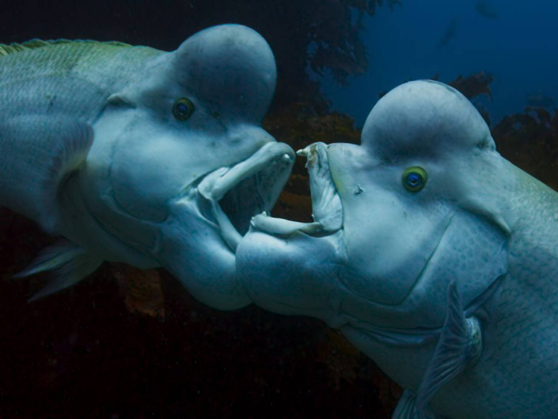 16 Best David Attenborough Documentaries And Where To Watch Them