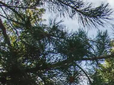 17 Best Airbnb Treehouses in the U.S. | Unique U.S.Treetop Stays