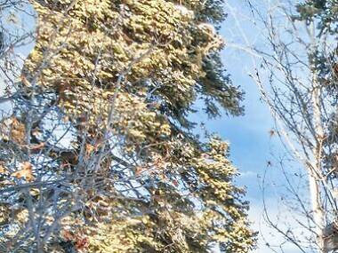 17 Best Airbnb Treehouses in the U.S. | Unique U.S.Treetop Stays