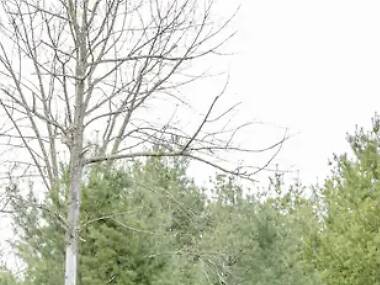 Best Airbnb Treehouses in the U.S. | Unique U.S.Treetop Stays