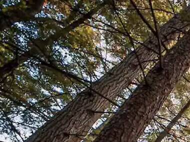 Best Airbnb Treehouses in the U.S. | Unique U.S.Treetop Stays