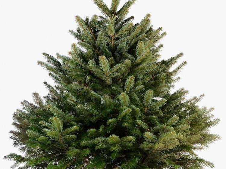 Pinheiros naturais em Lisboa: onde comprar a árvore de Natal