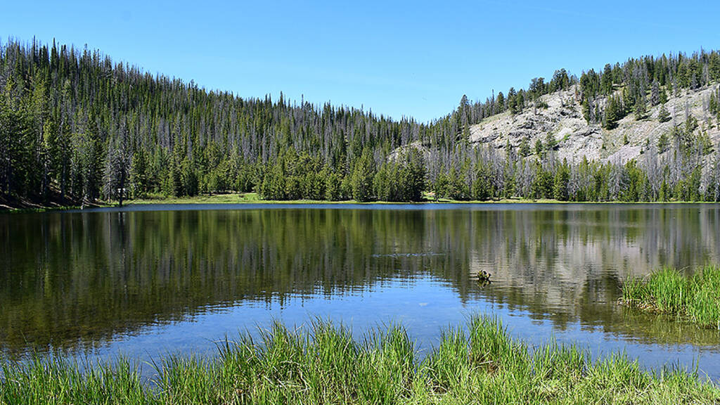18 Best National Forests in the U.S. To Explore Right Now