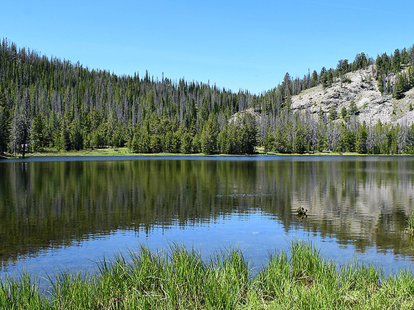 18 Best National Forests in the U.S. To Explore Right Now