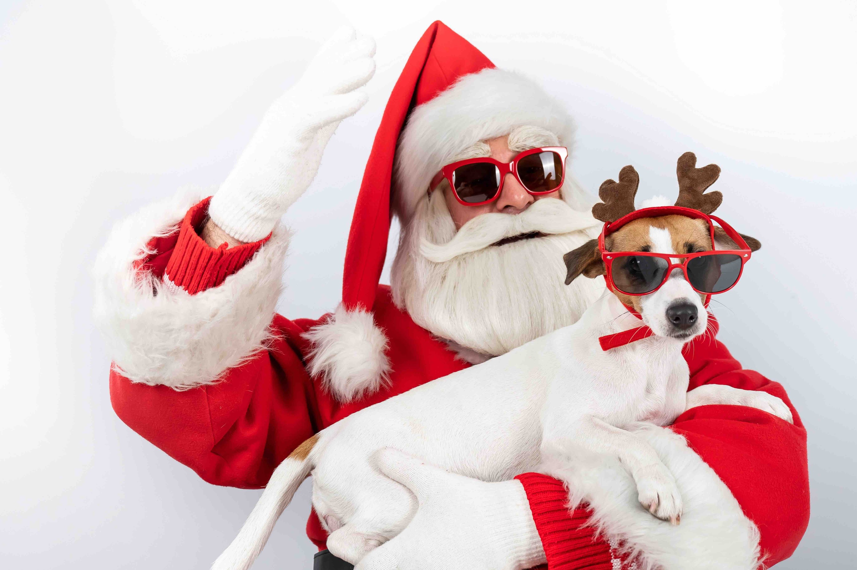 Dog Christmas Party at Park & Field | Things to do in Chicago