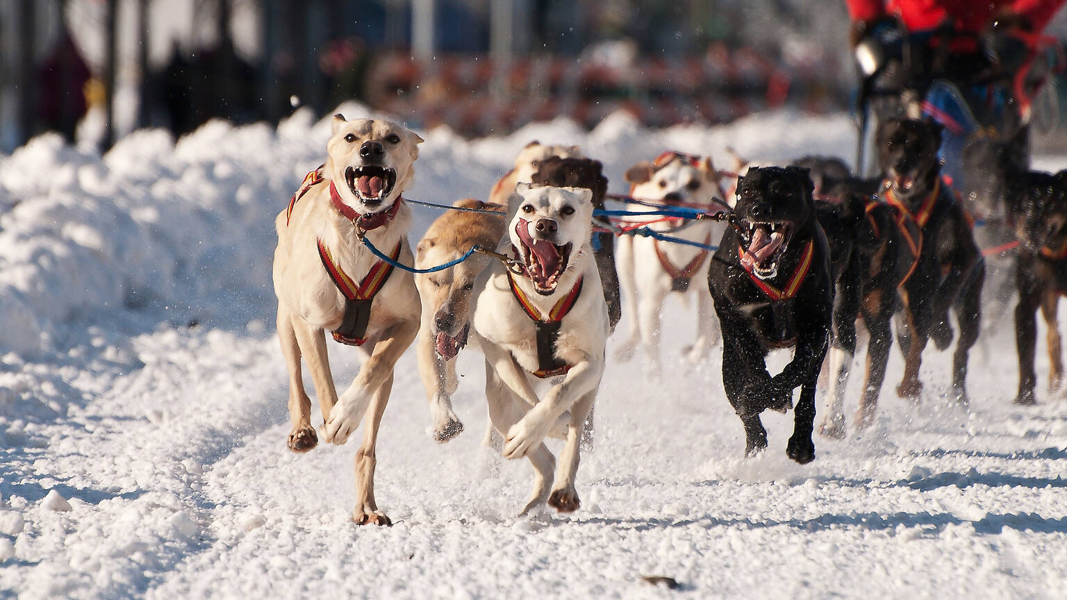 15 Best Winter Carnivals in the USA