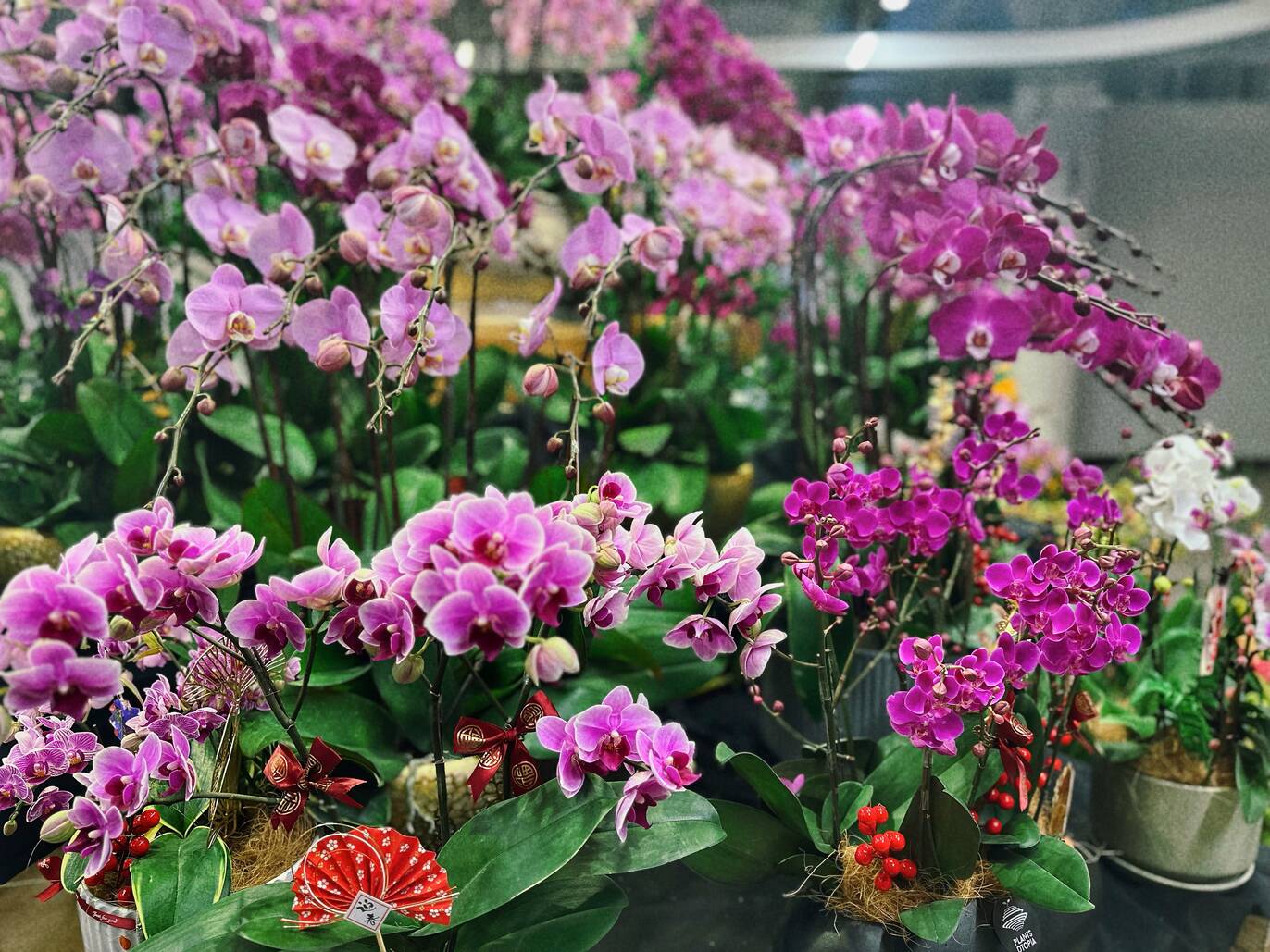 Your Guide To Auspicious Chinese New Year Flowers And Fruits