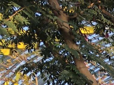 America's Coolest Indoor Botanical Gardens, Conservatories and Green Spaces