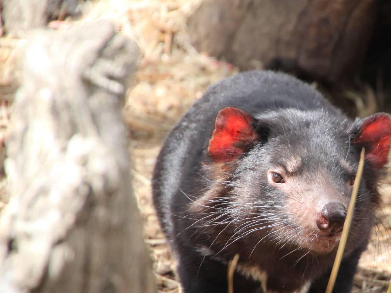 The 10 Best Zoos & Wildlife Parks In Australia [2026]