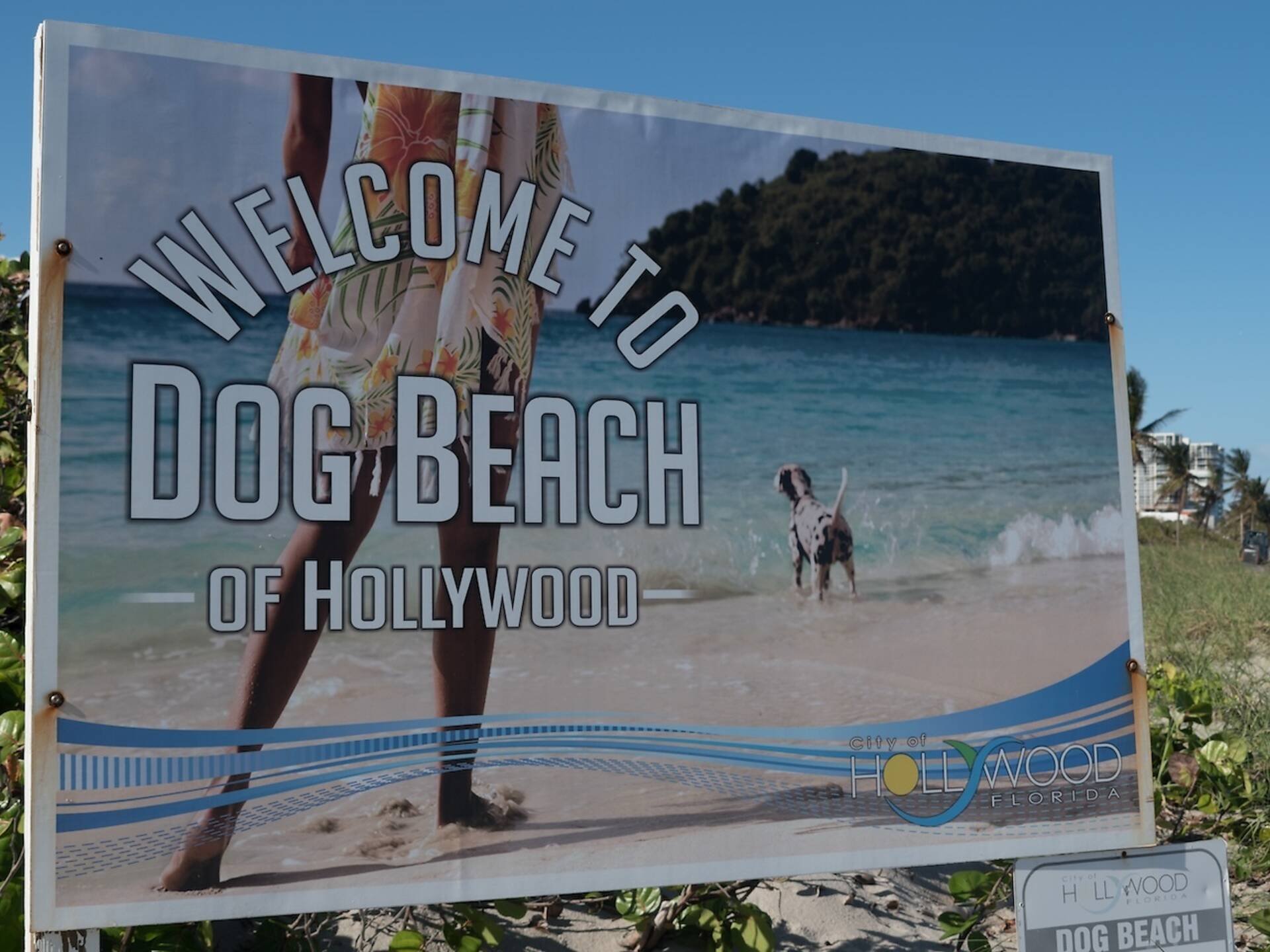8 Dog-Friendly Beaches and Waterfronts in Miami and South Florida