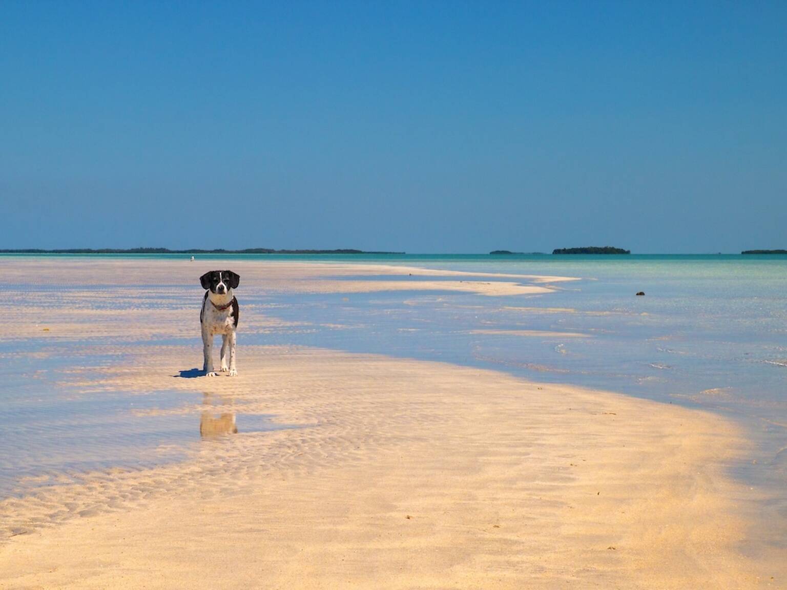 8 Dog-Friendly Beaches and Waterfronts in Miami and South Florida