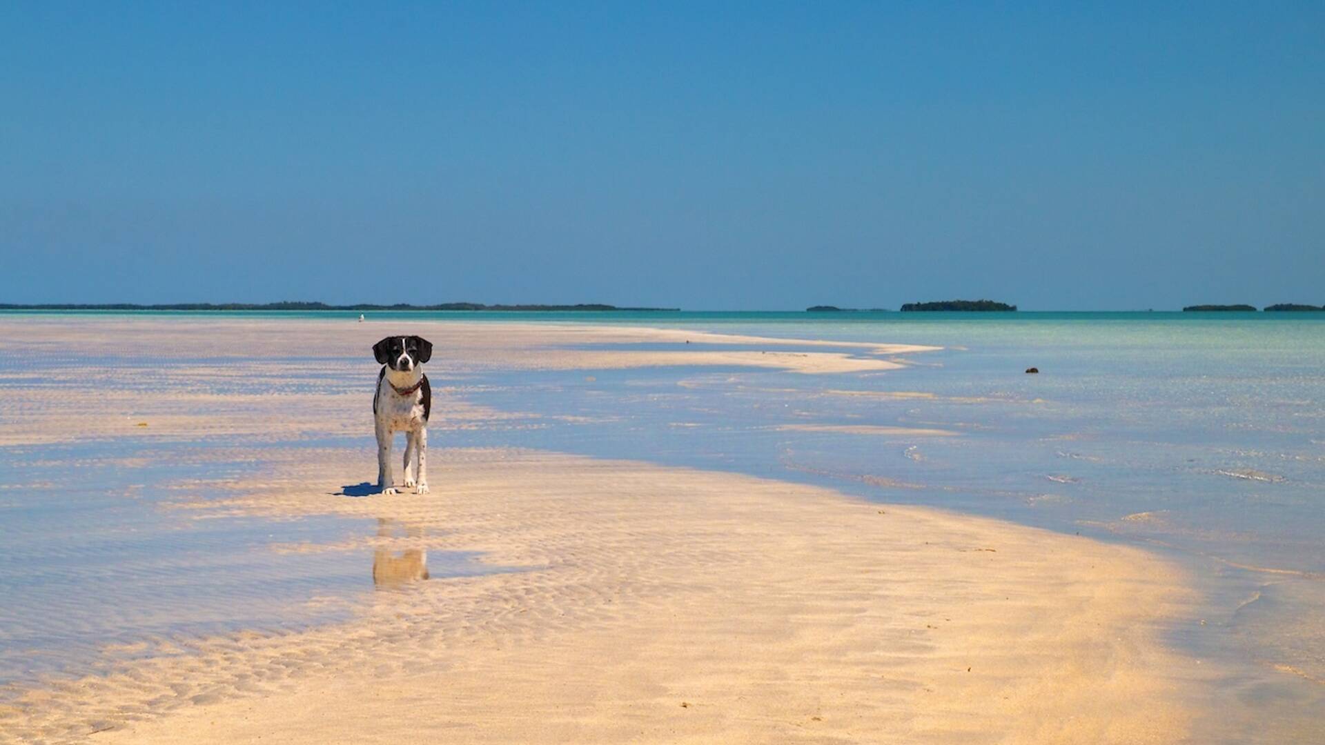 8 Dog-Friendly Beaches and Waterfronts in Miami and South Florida