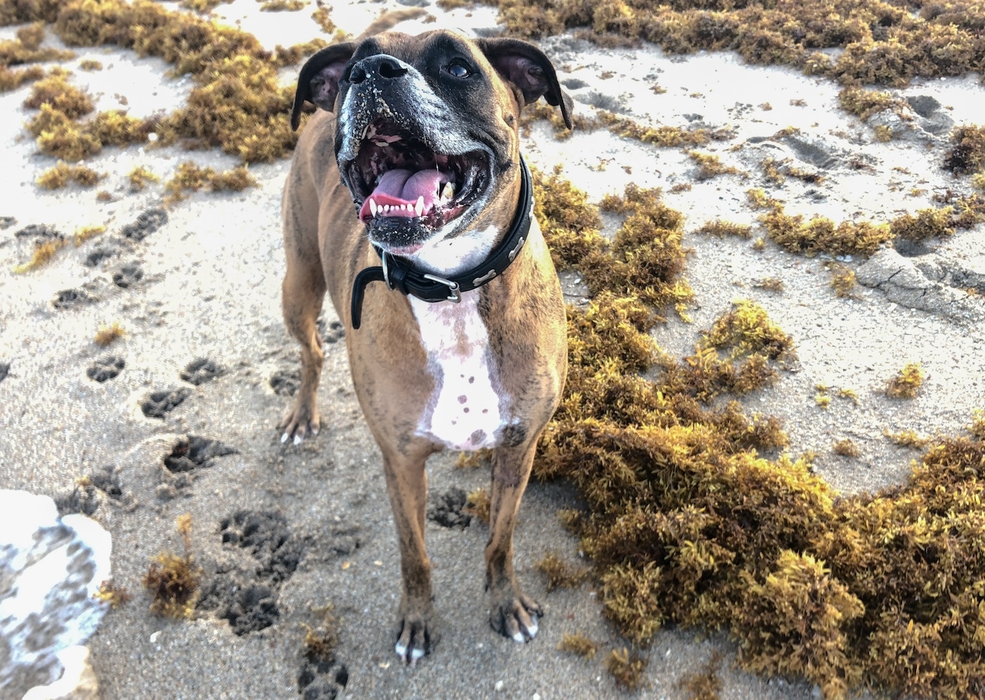 8 Dog-Friendly Beaches and Waterfronts in Miami and South Florida