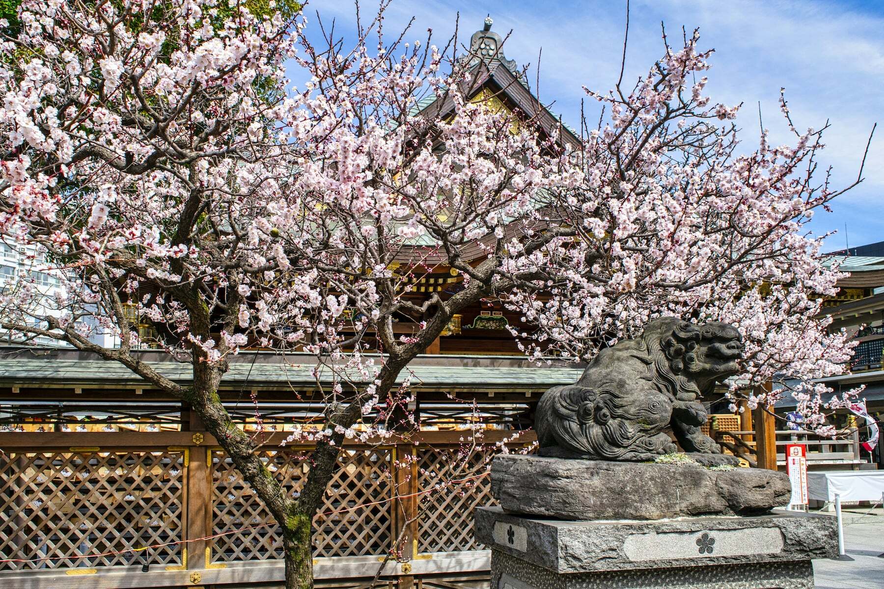 Yushima Tenjin Plum Blossom Festival | Things to do in Tokyo