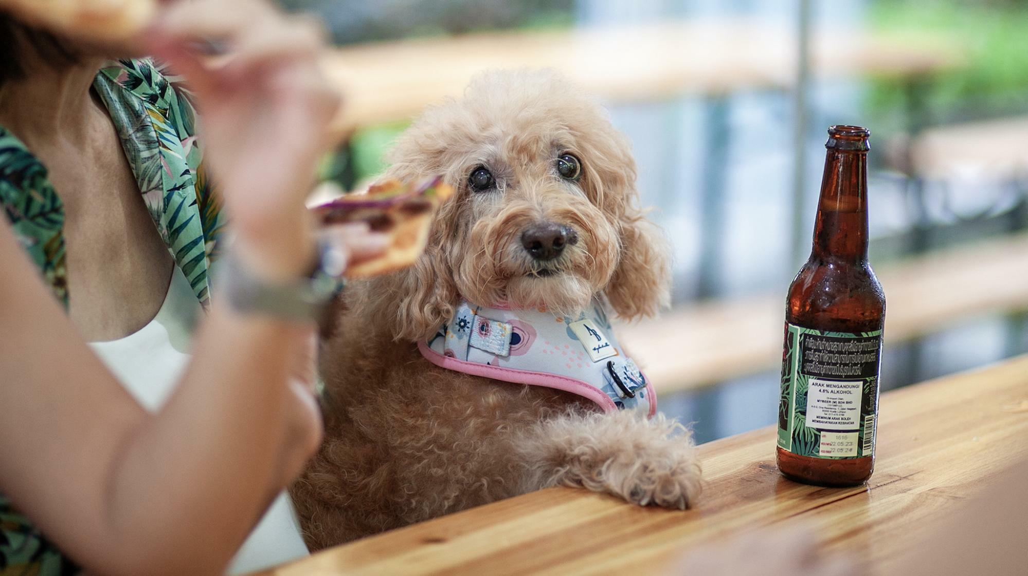 Paws and Pints | Things to do in Singapore