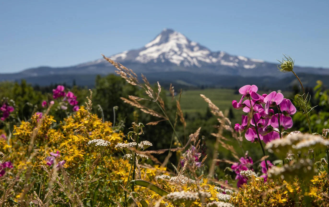 These Are the Most Beautiful Wildflower Displays in the U.S.