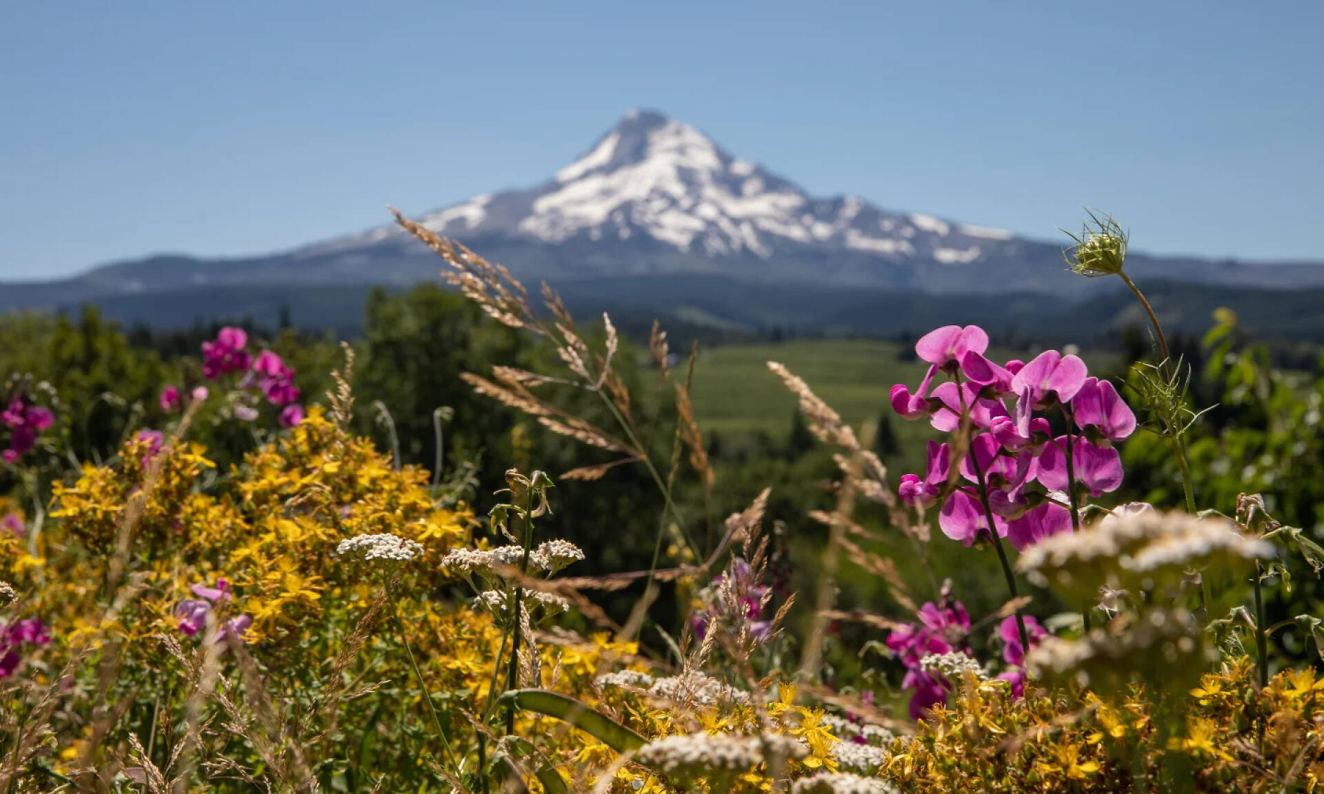 13 Best Places To See Wildflowers in the U.S.