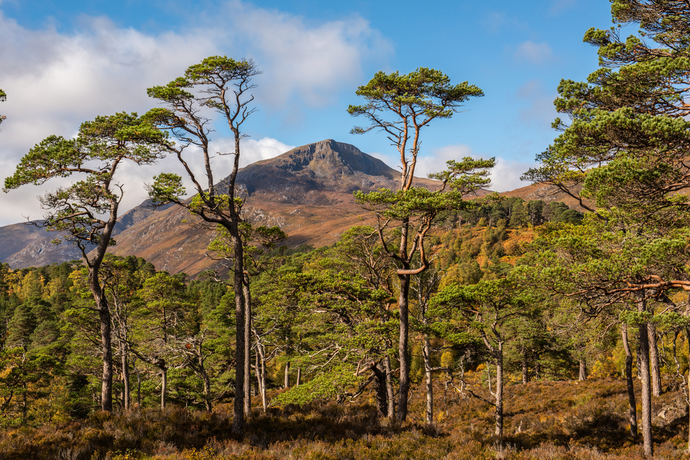 Scotland’s ‘Lost’ Ancient Forests Are Being Unearthed by a New Project
