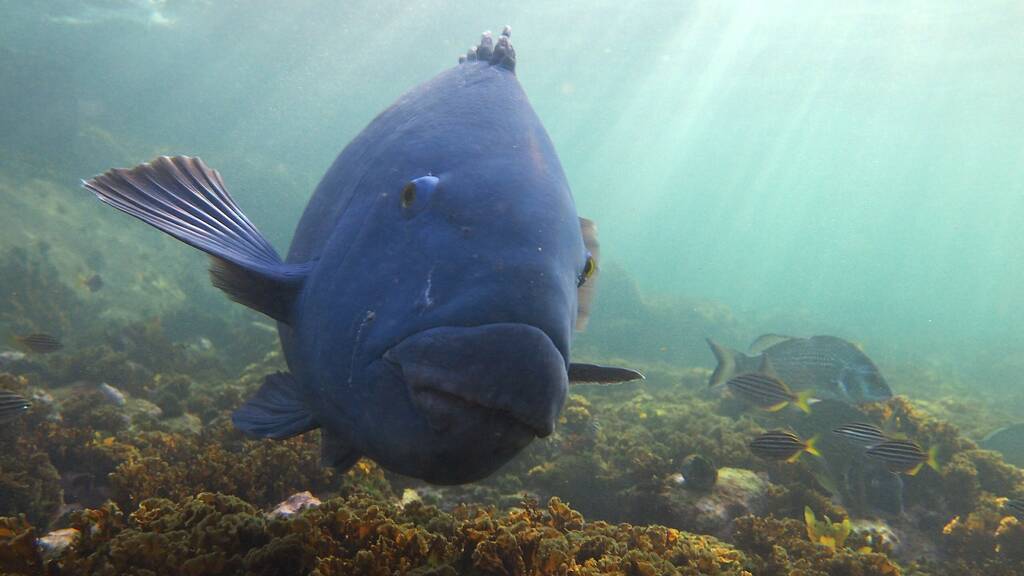 Blue Gropers are now protected from all forms of fishing in NSW