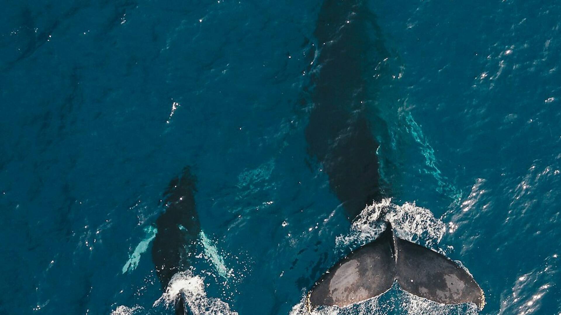 10 Best Spots for Whale Watching USA