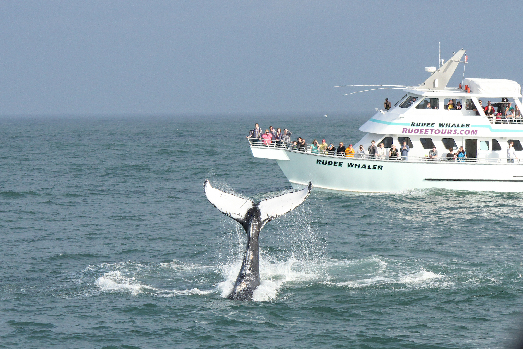 10 Best Spots for Whale Watching USA