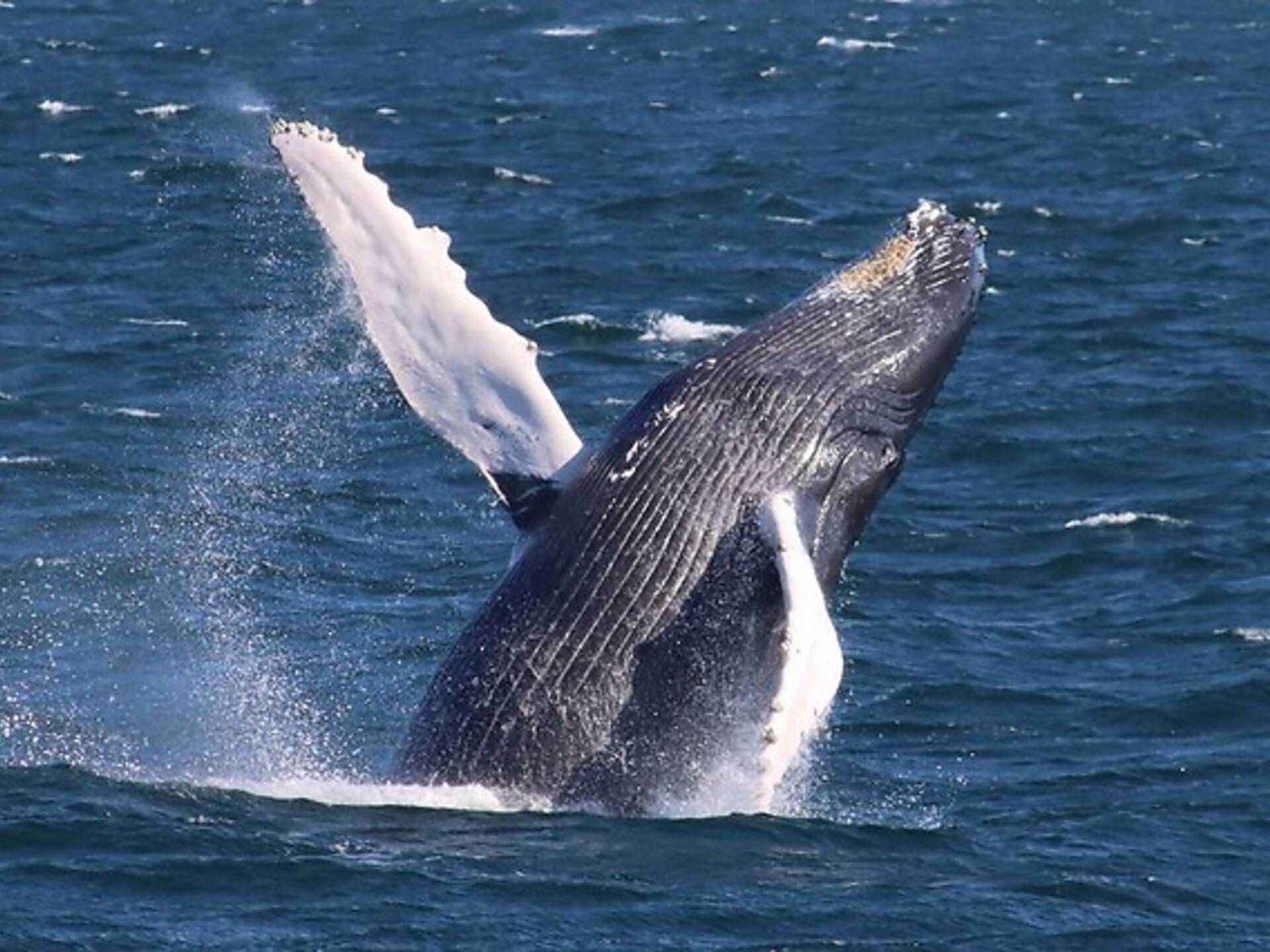 10 Best Spots for Whale Watching USA