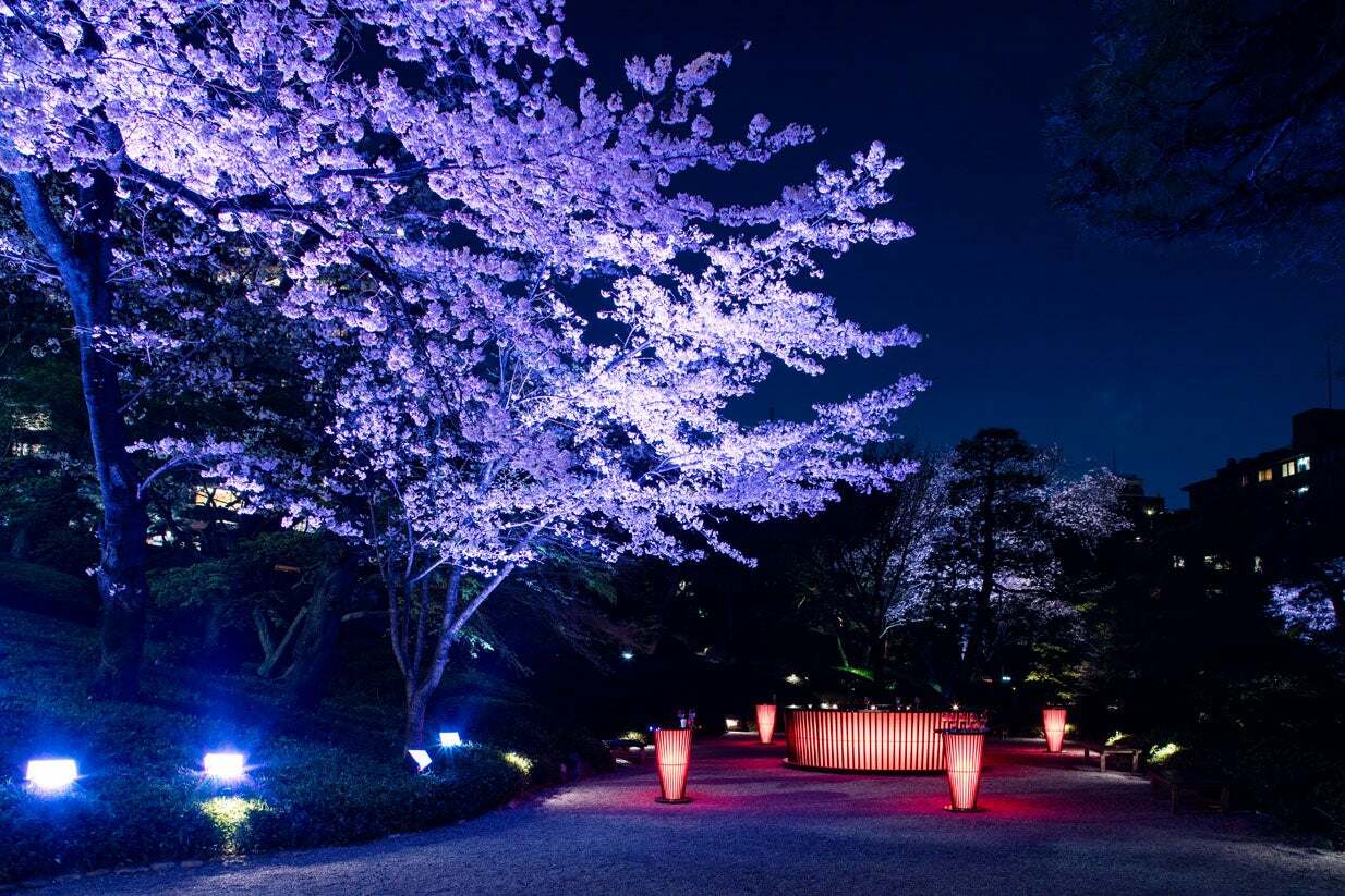 Tokyo Sakura Garden Spring Festival | Things to do in Tokyo