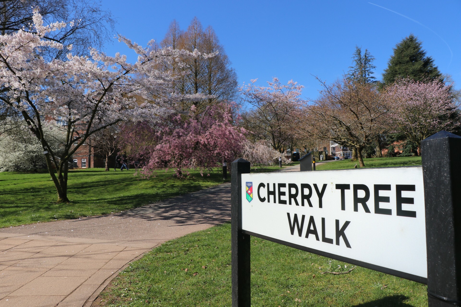 The UK’s Best Place For Cherry Blossom? This University Campus in England